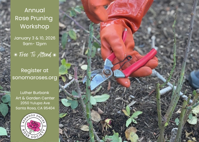 Rose Pruning Workshops | Santa Rosa Metro Chamber