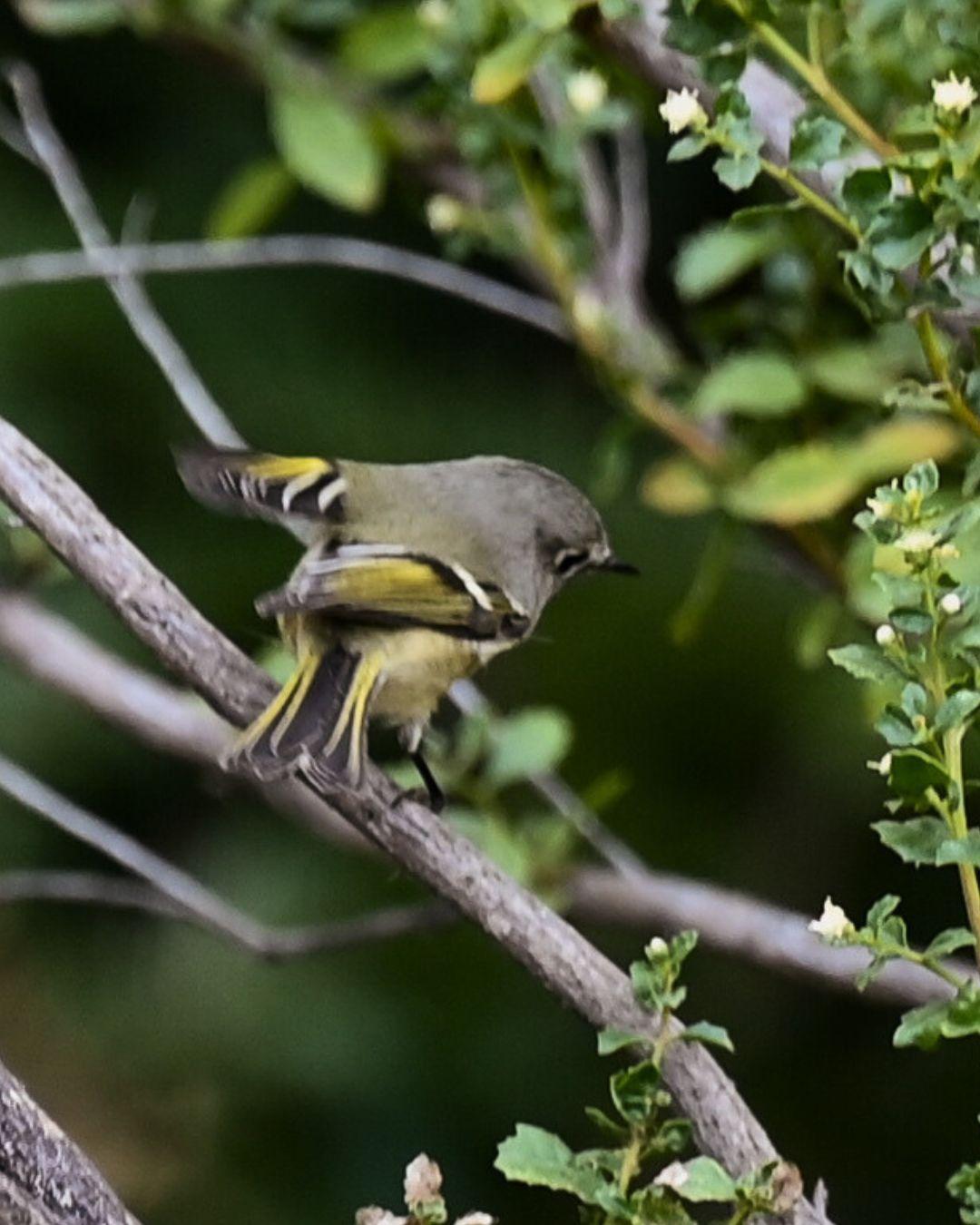 Senderos: Observación de aves | Visit Santa Rosa